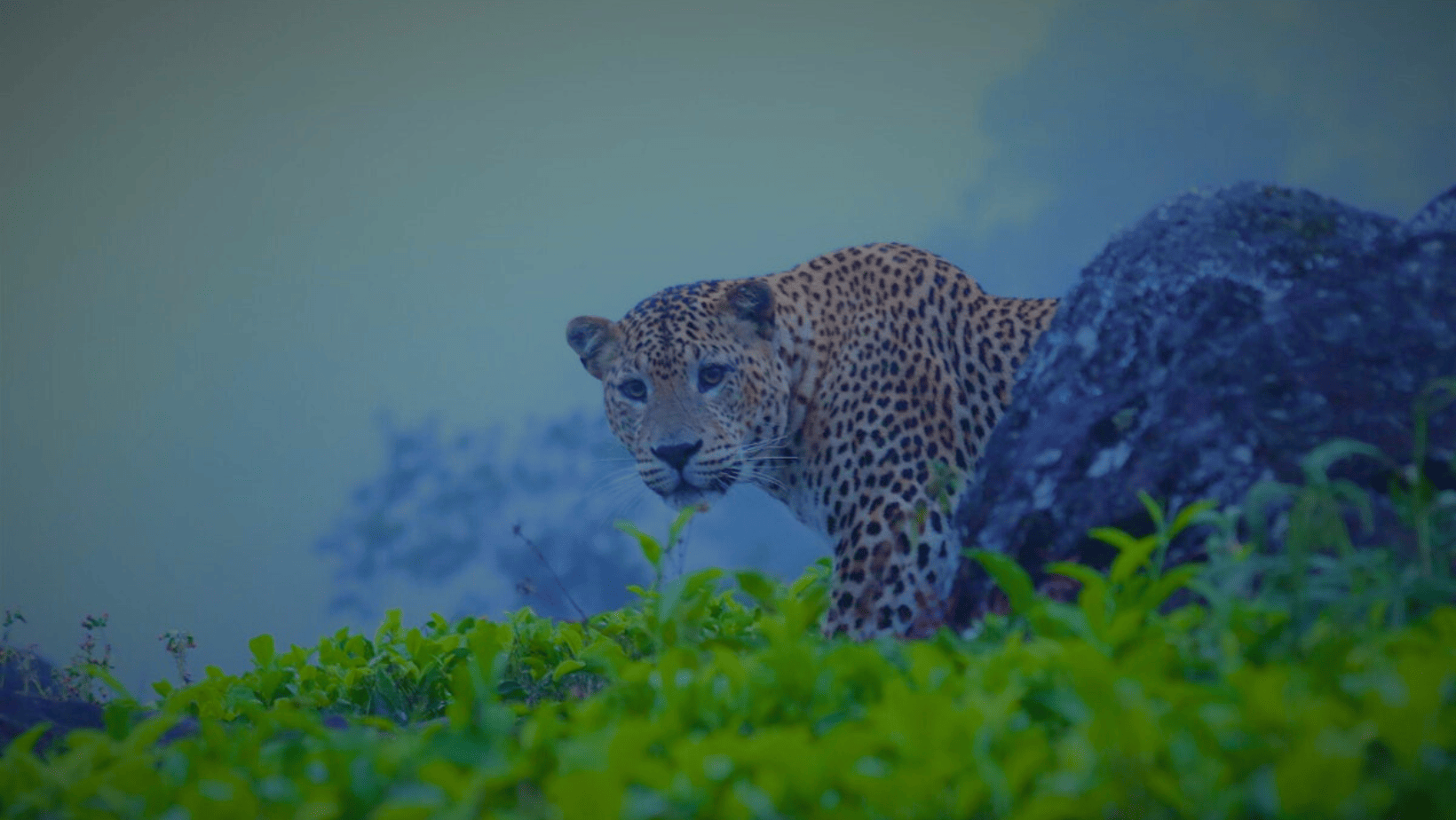 The Enigmatic Leopards of Horton Plains National Park, Sri Lanka - Hot ...
