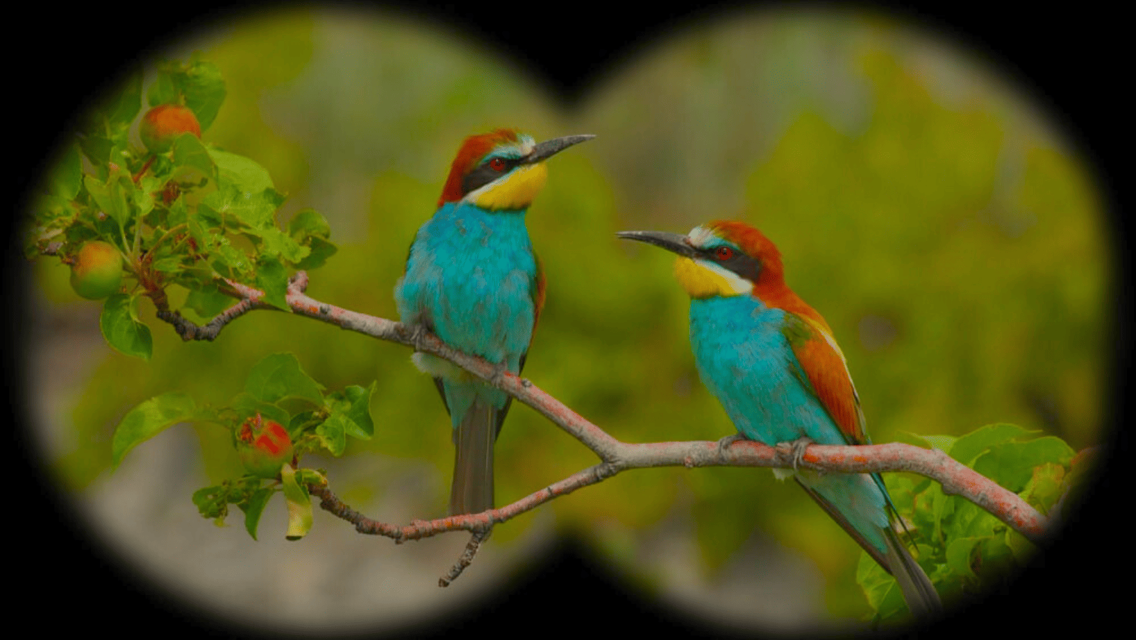 Birdwatching in Sri Lanka: Top Spots and Species to See - Hot Travel Guide